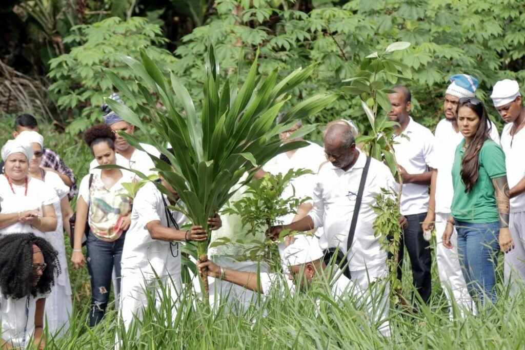 Rapé Peregun - Dracaena fragrans - Afro-Brazilian Energy